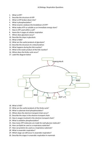 A2 Biology Respiration Questions & Answers | Teaching Resources