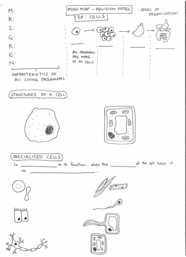 Year 7 Cells AQA or CIE Science | Teaching Resources