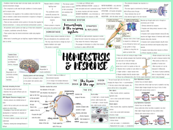 GCSE AQA BIOLOGY HOMEOSTASIS MIND MAP | Teaching Resources