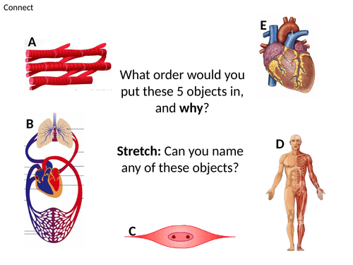Levels of organisation. Activate 1 Cells, Tissues, Organs KS3 SEN ELC ...