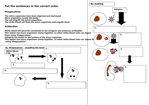 GCSE The immune system worksheet | Teaching Resources GCSE The immune system worksheet | Teaching Resources