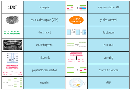 SNAB Biology Topic 6 - 8x whole Topic Revision Activities (KS5 ...