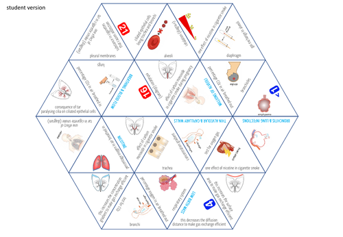 Respiratory system - Tarsia (KS3/4) | Teaching Resources