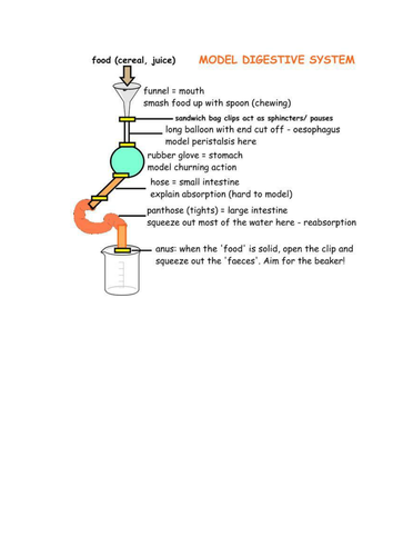 AQA KS3 YEAR 8 BIOLOGY - ORGANISMS | Teaching Resources