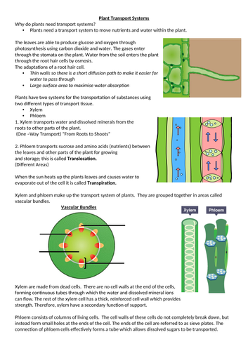 AQA KS3 YEAR 8 - BIOLOGY - ECOSYSTEMS | Teaching Resources