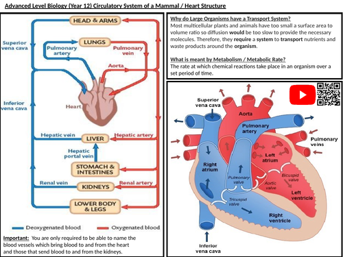 AQA AS Biology (Section 3: Exchange & Mass Transport) Information ...