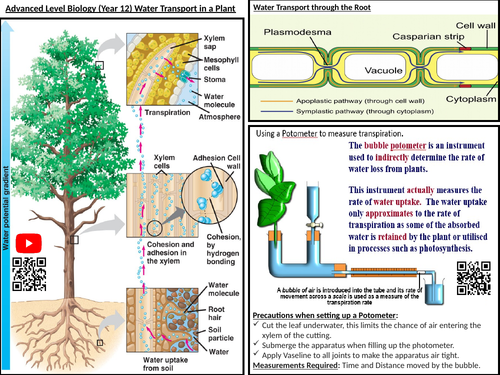 AQA AS Biology (Section 3: Exchange & Mass Transport) Information ...