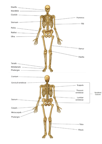 Edexcel GCSE PE - Component 1: Anatomy & Physiology (Lesson Resources ...
