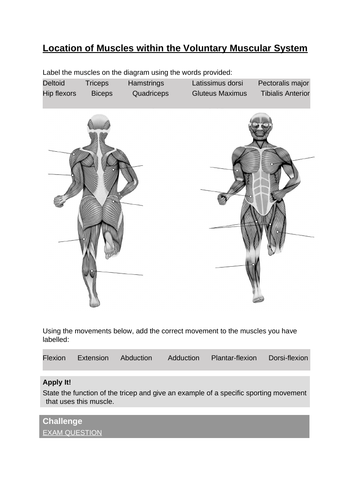 Edexcel GCSE PE - Component 1: Anatomy & Physiology (Lesson Resources ...