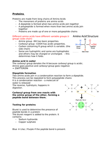 Edexcel A Level Biology A - Topic 3 Proteins, Enzymes, DNA Notes ...