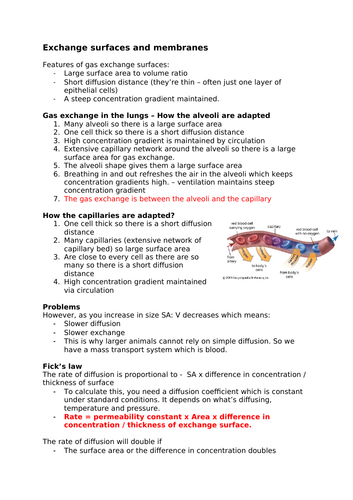 Edexcel A Level Biology A - Topic 3 Proteins, Enzymes, DNA Notes ...