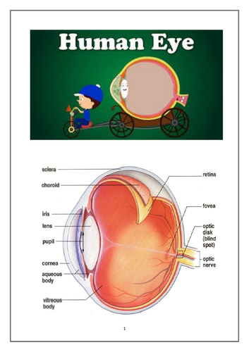 Human eye | Teaching Resources