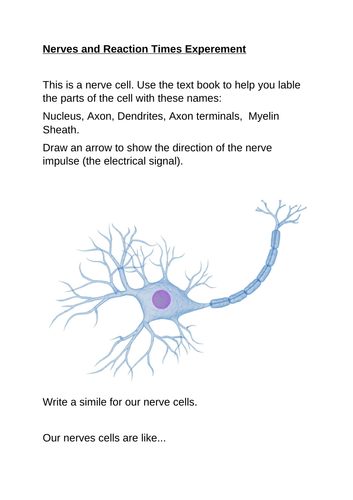 Nerves and Reaction Times Experiment | Teaching Resources