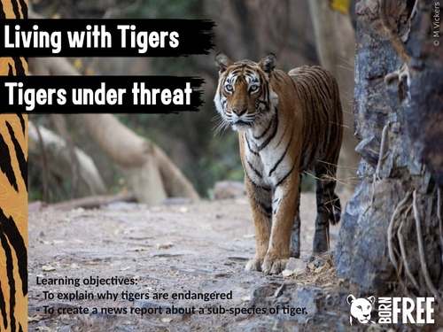 Tremendous Tigers - KS2 Unit Of Work | Teaching Resources