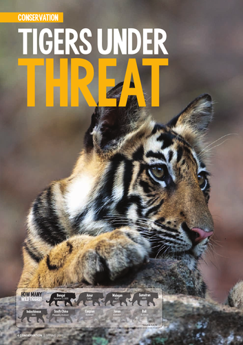 Tremendous Tigers - KS2 Unit Of Work | Teaching Resources