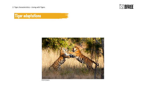 Tremendous Tigers - KS2 Unit Of Work | Teaching Resources