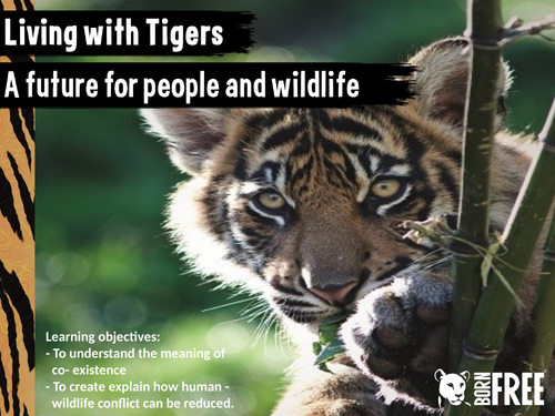 Tremendous Tigers - KS2 Unit Of Work | Teaching Resources