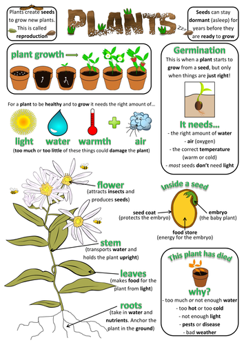 Year 2 Science Poster - Plants | Teaching Resources