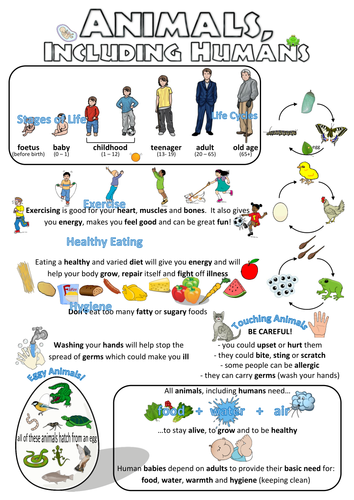 Year 2 Science Poster - Animals, including humans | Teaching Resources