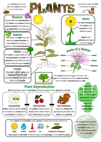 Year 3 Science Poster - Plants | Teaching Resources