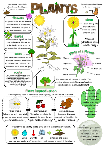 Year 3 Science Poster - Plants | Teaching Resources