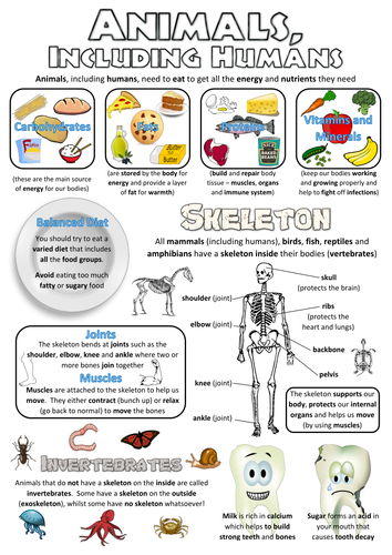 Year 3 Science Poster - Animals, including humans | Teaching Resources