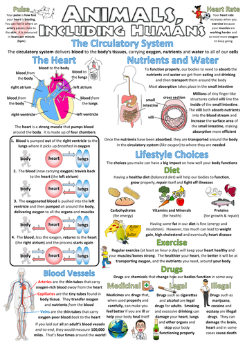Year 6 Science Poster - Animals including humans | Teaching Resources