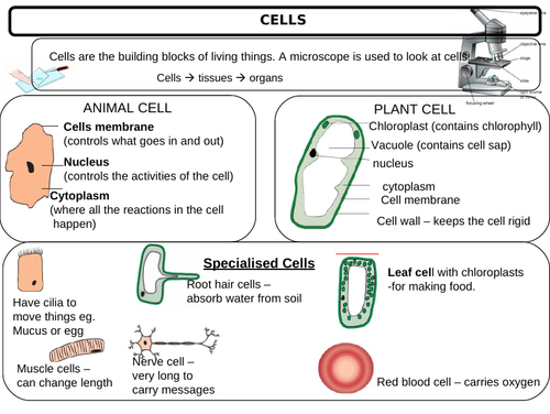 Year 7 Revision slides with pupil's blank version | Teaching Resources