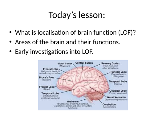 IB Psychology The Brain and Behaviour | Teaching Resources