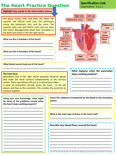 KS4 AQA GCSE Biology (Science) The Heart Lesson & Activities | Teaching ...