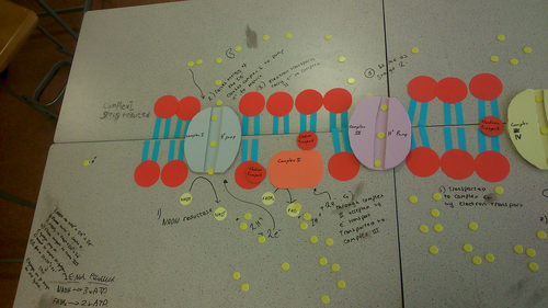 A Level Biology ATP Synthesis & Electron Transport Chain Lesson ...