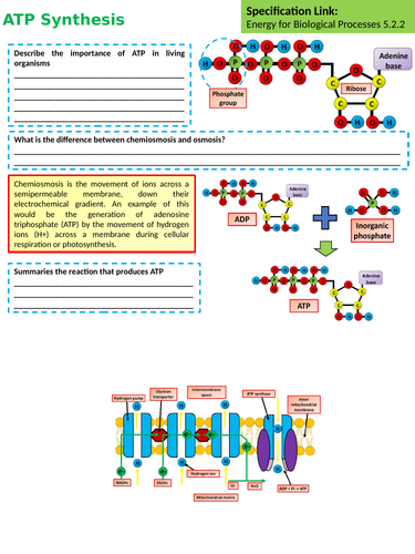 A Level Biology ATP Synthesis & Electron Transport Chain Lesson ...