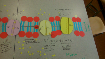 A Level Biology ATP Synthesis & Electron Transport Chain Lesson ...