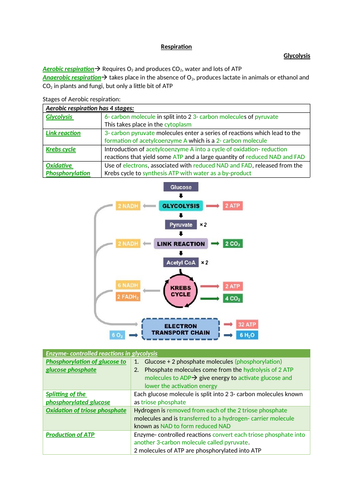 Alevel Biology AQA notes | Teaching Resources