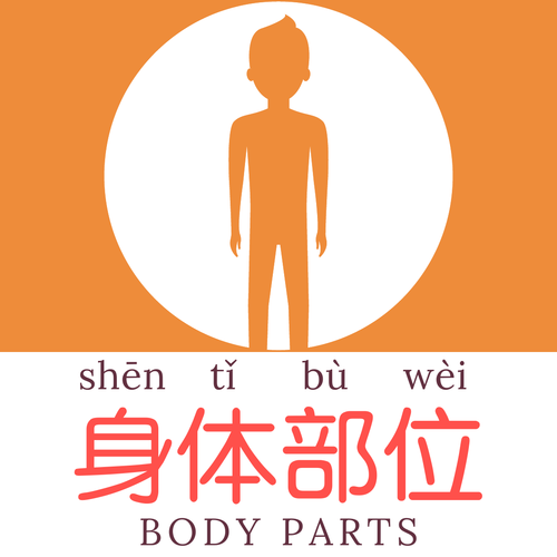 My Body Parts Bundle (Mandarin Chinese) - 身体部位 | Teaching Resources
