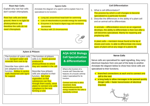 AQA Cell Biology Revision Mats | Teaching Resources