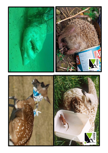 Litter Display | Teaching Resources