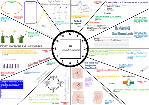 Revision Clock for AQA Trilogy Biology Hormonal Coordination Topic Inc ...
