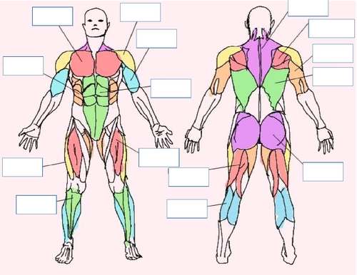 What muscles are we working? Fitness activity ft GCSE PE muscles ...