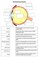 KS3 The Eye and Vision | Teaching Resources