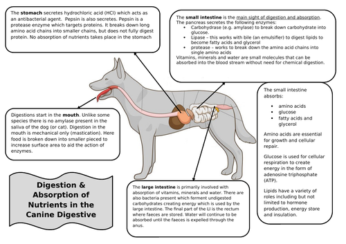 The Canine Digestive System - Information Sheet | Teaching Resources