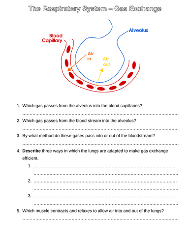 KS3 Science Respiration / Respiratory System Worksheets | Teaching ...