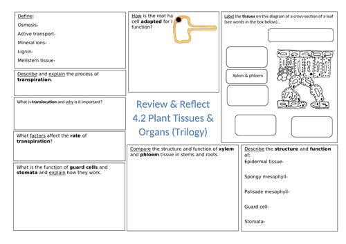 AQA Trilogy B4.2 KS4 Plant Tissues and Organs review & reflect ...