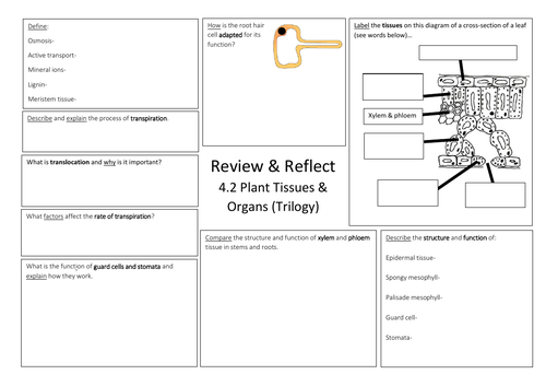 AQA Trilogy B4.2 KS4 Plant Tissues and Organs review & reflect ...