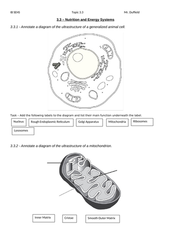 IB DP Sports Exercise and Health Science Topic 3 Complete | Teaching ...