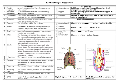 Key Stage 3 Science Knowledge Organisers Full year | Teaching Resources