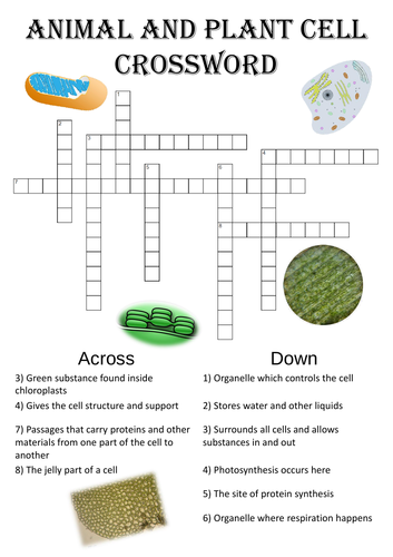 Biology Crossword Puzzle: Animal and plant cell structure | Teaching ...
