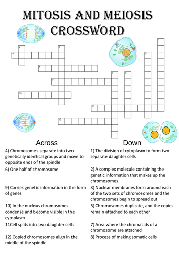 Biology Crossword Puzzle: Mitosis and meiosis | Teaching Resources