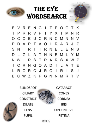 Biology word search Puzzle: The eye (Includes answer key) | Teaching ...