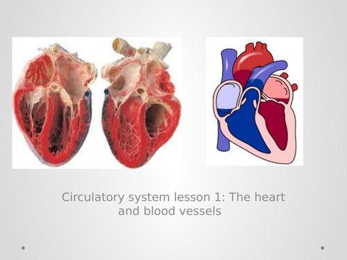 Introduction to the circulatory system | Teaching Resources